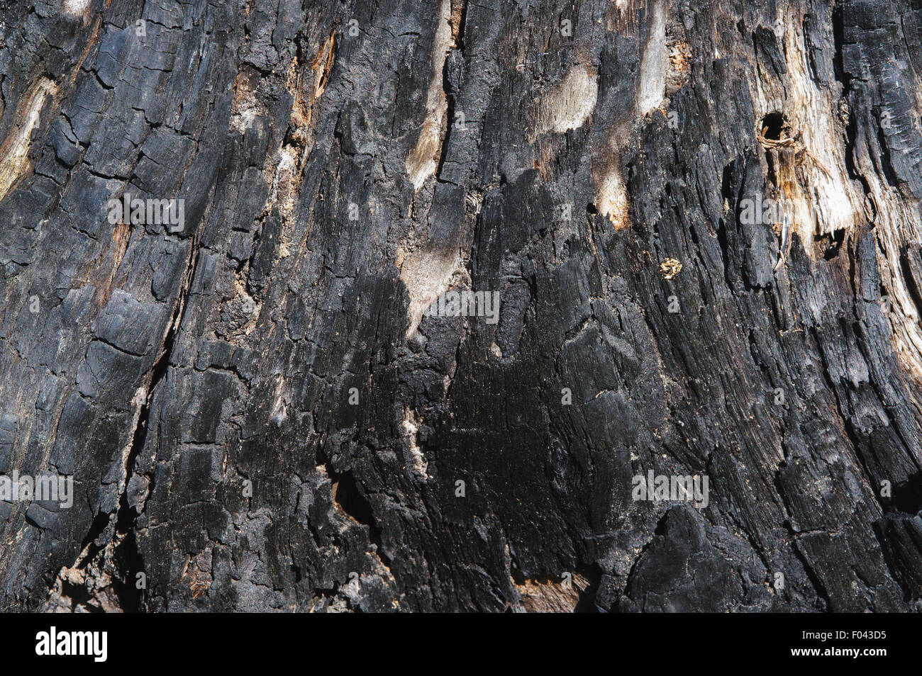 Burnt tree ashes hi-res stock photography and images - Alamy