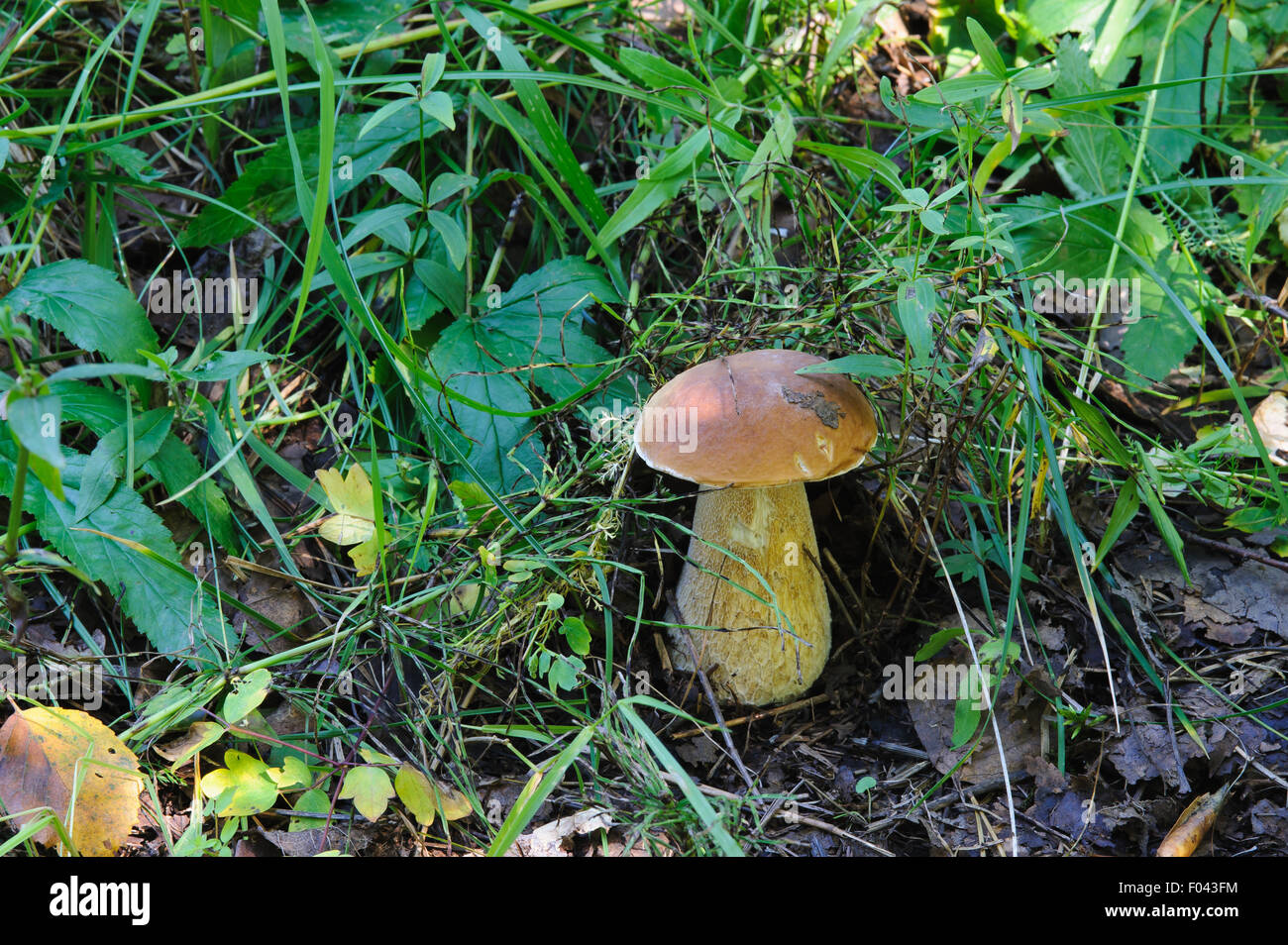 Big and beautiful boletus in grass Stock Photo - Alamy