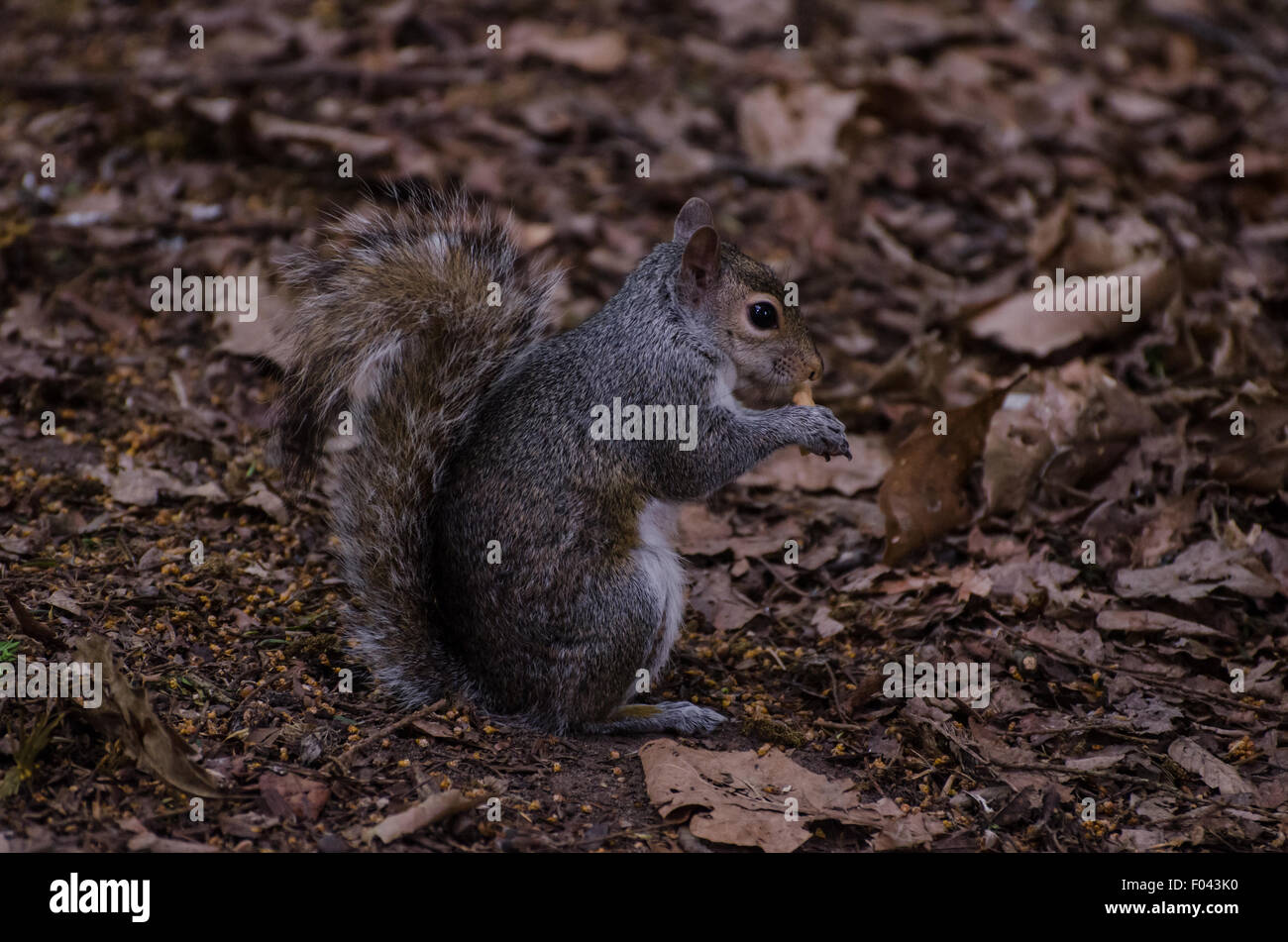 Hungry squirrel hi-res stock photography and images - Alamy