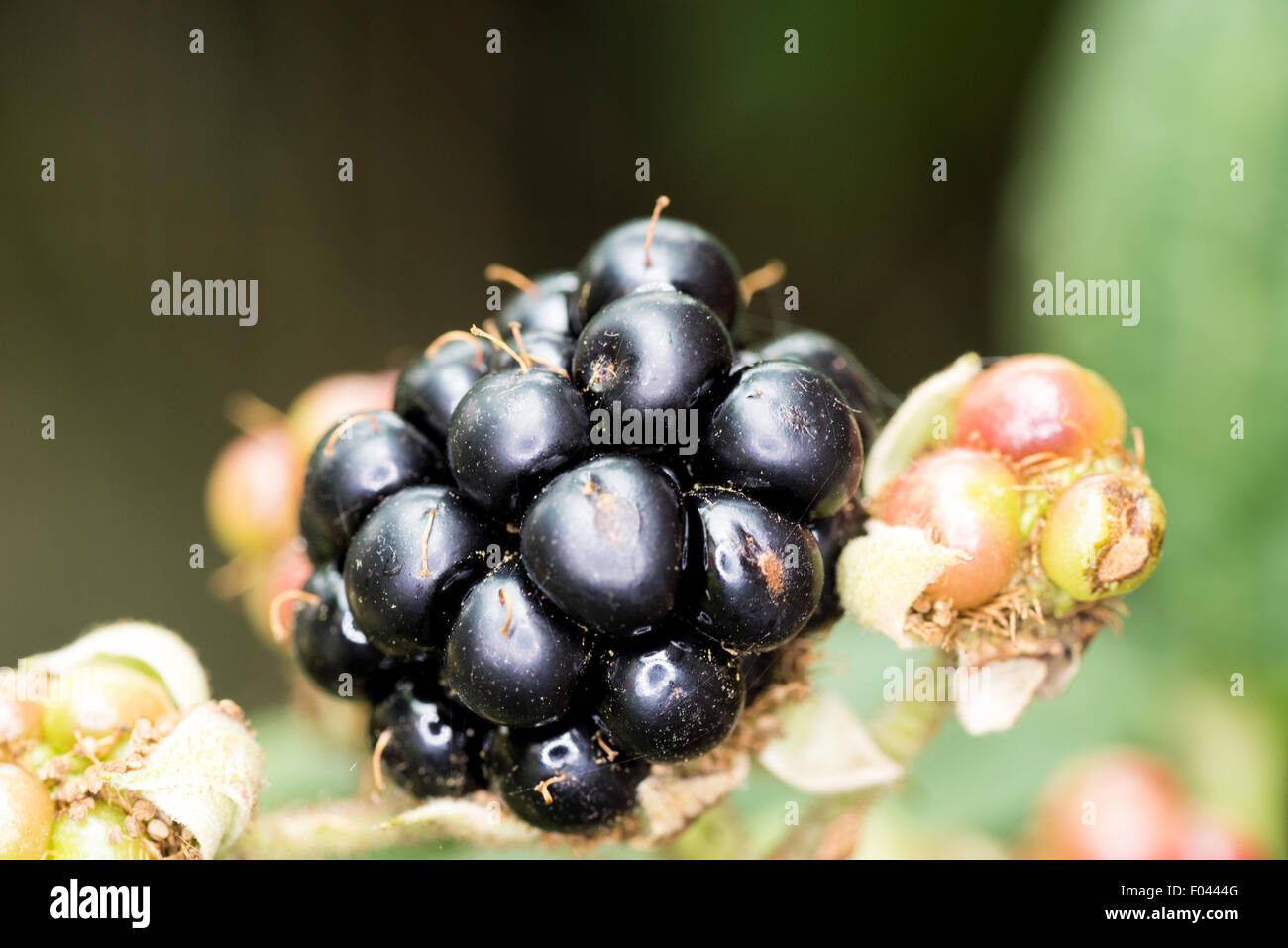 A Blackberry fruit close up picture Stock Photo - Alamy