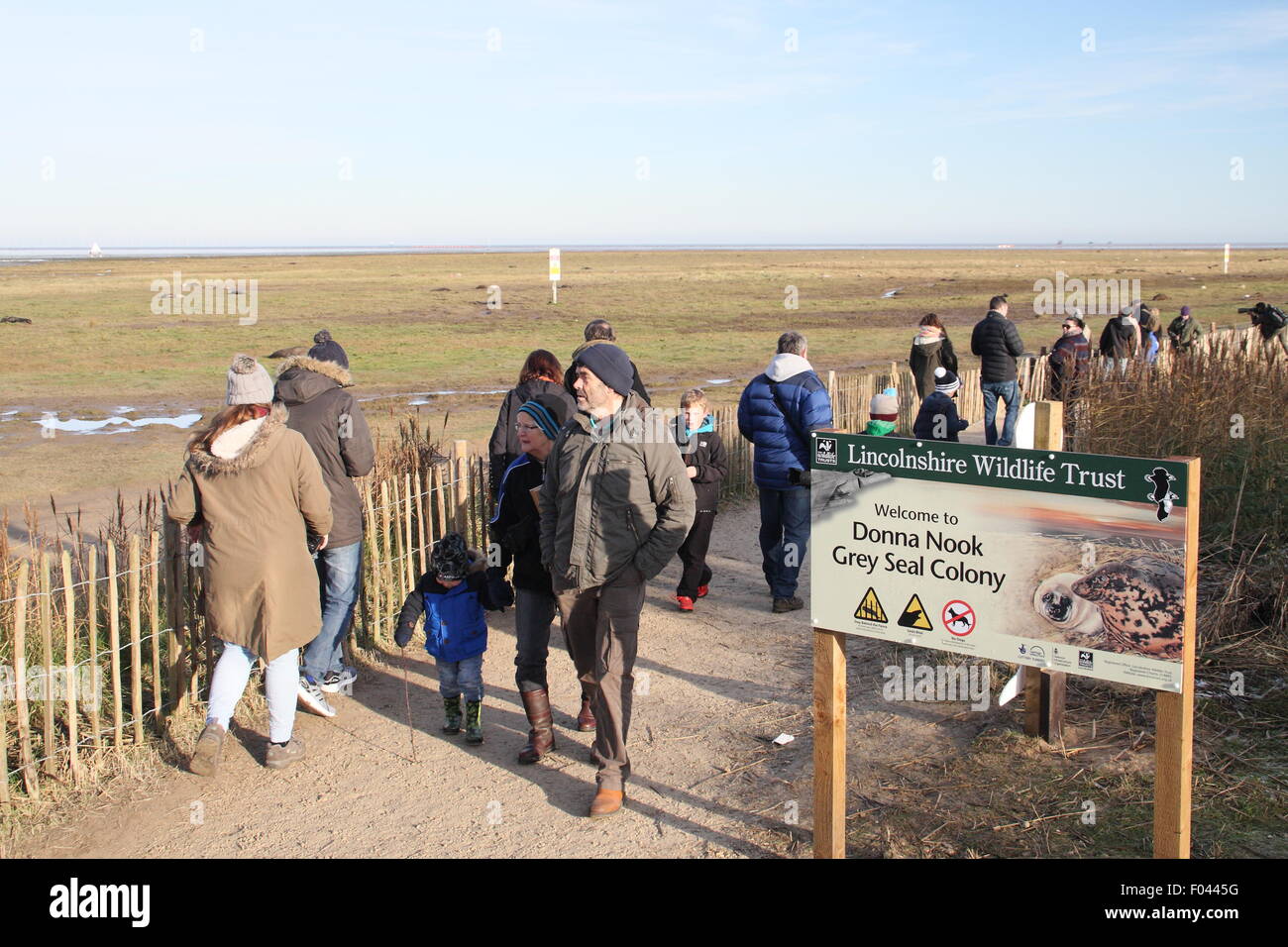 Visitors to Donna Nook Nature Reserve in Lincolnshire witness grey ...