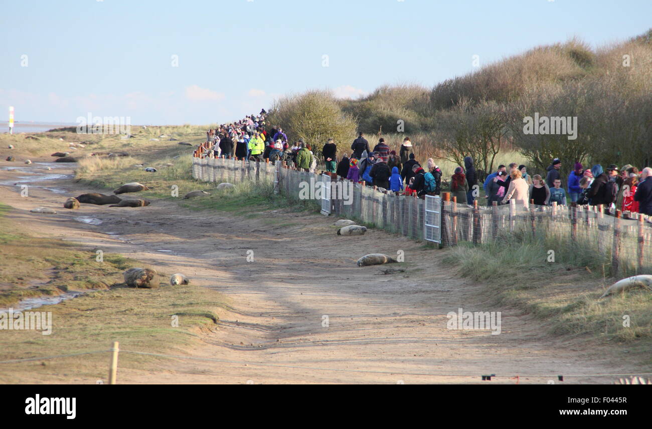 Donna nook nature reserve hi-res stock photography and images - Alamy