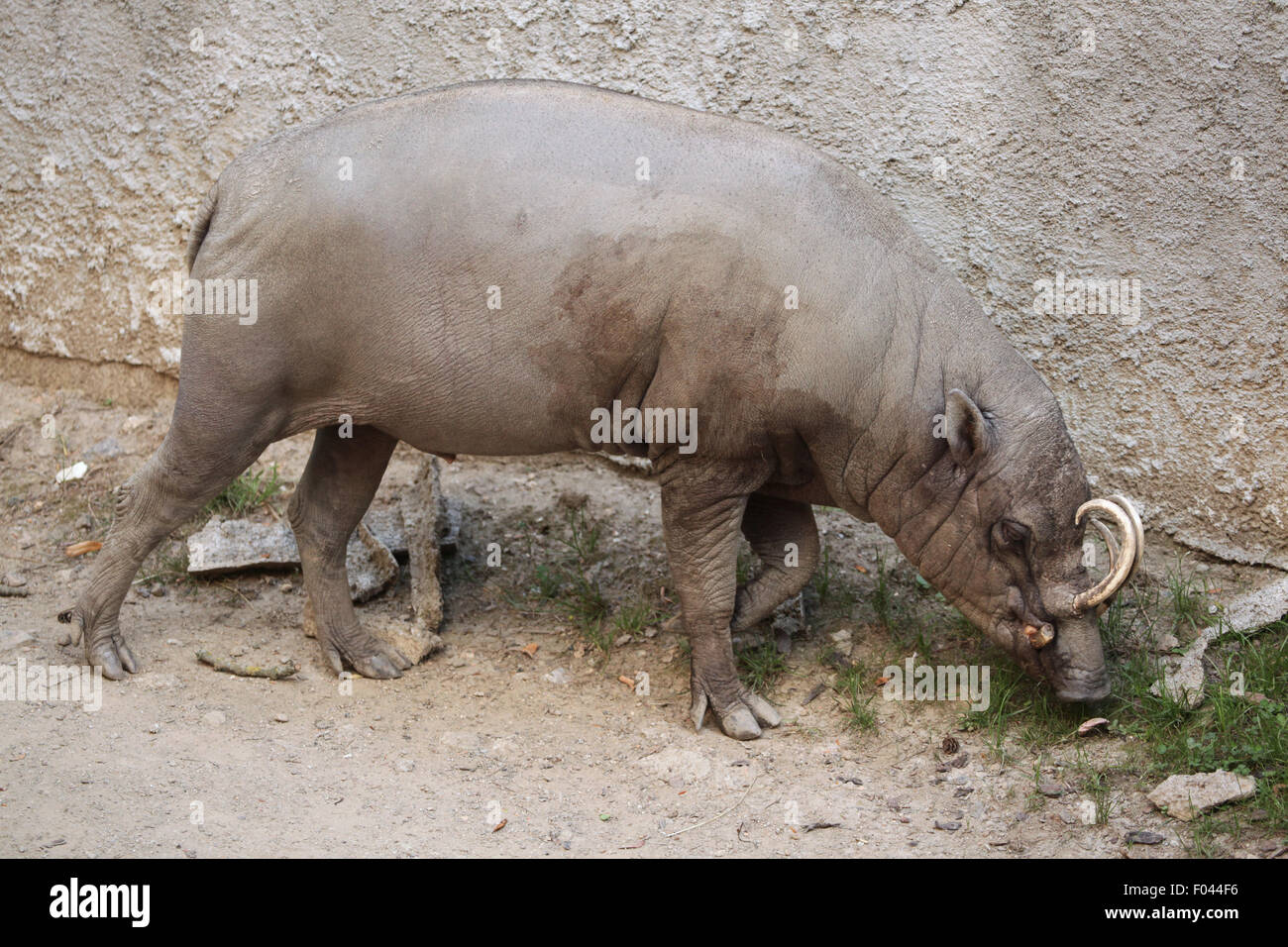 Babyrousa celebensis hi-res stock photography and images - Alamy