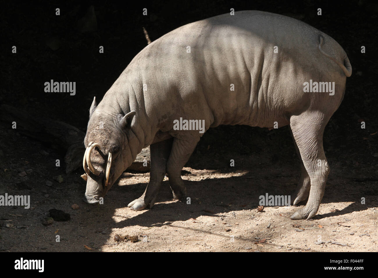 Babyrousa celebensis hi-res stock photography and images - Alamy