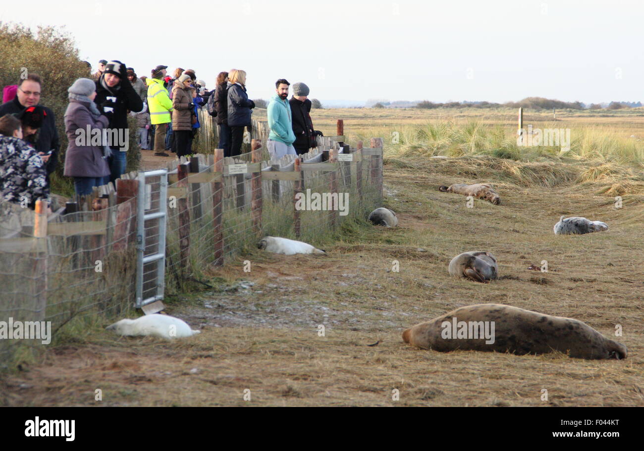 Visitors to Donna Nook Nature Reserve in Lincolnshire witness grey ...