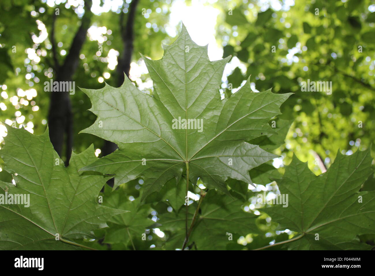 Quality focused hi-res stock photography and images - Alamy