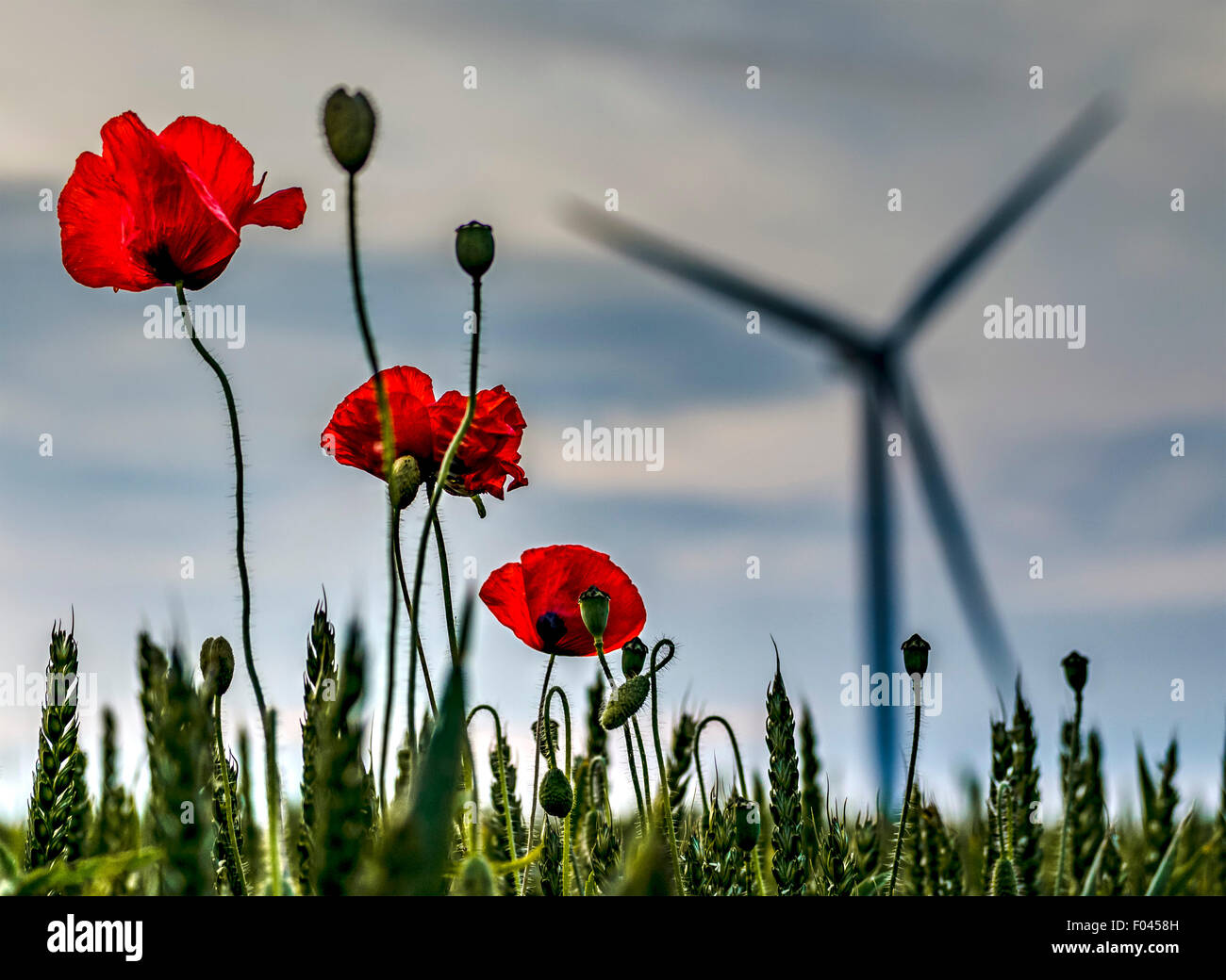 Poppies with windmill hi-res stock photography and images - Alamy