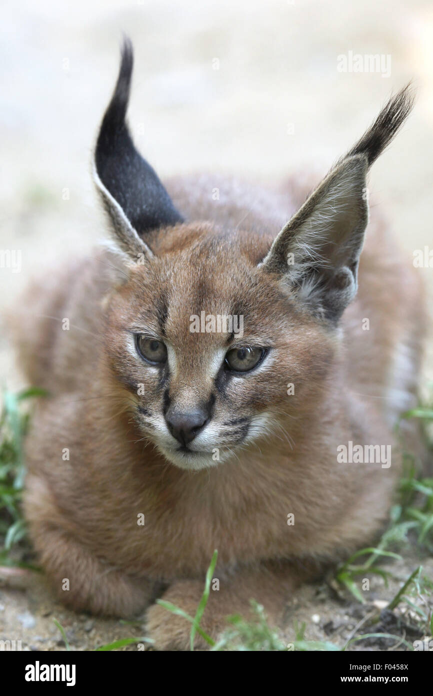 Caracal Cubs
