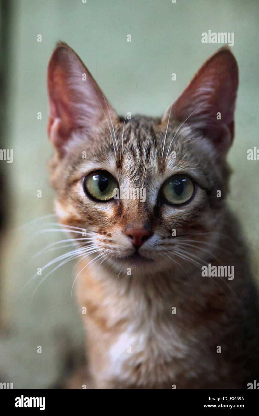Arabian wildcats hi-res stock photography and images - Alamy