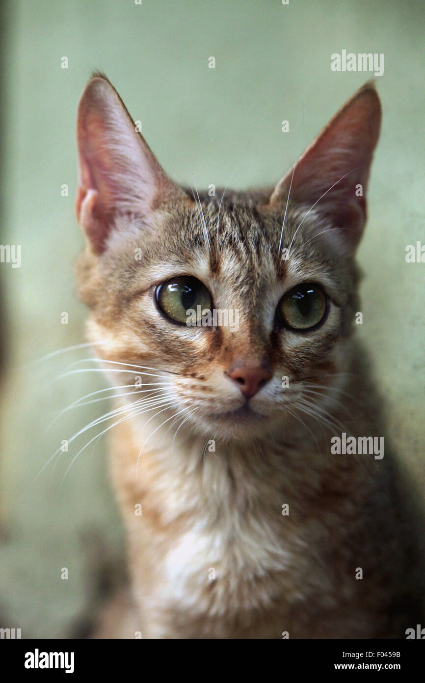 Arabian wildcat (Felis silvestris gordoni), also known as the Gordon's ...