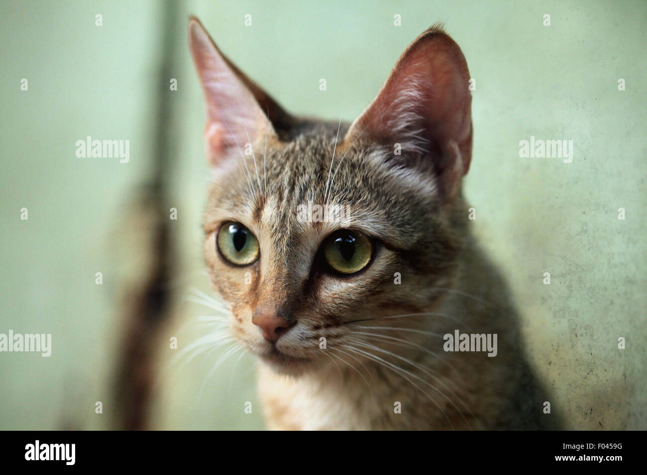 Arabian wildcat (Felis silvestris gordoni), also known as the Gordon's ...