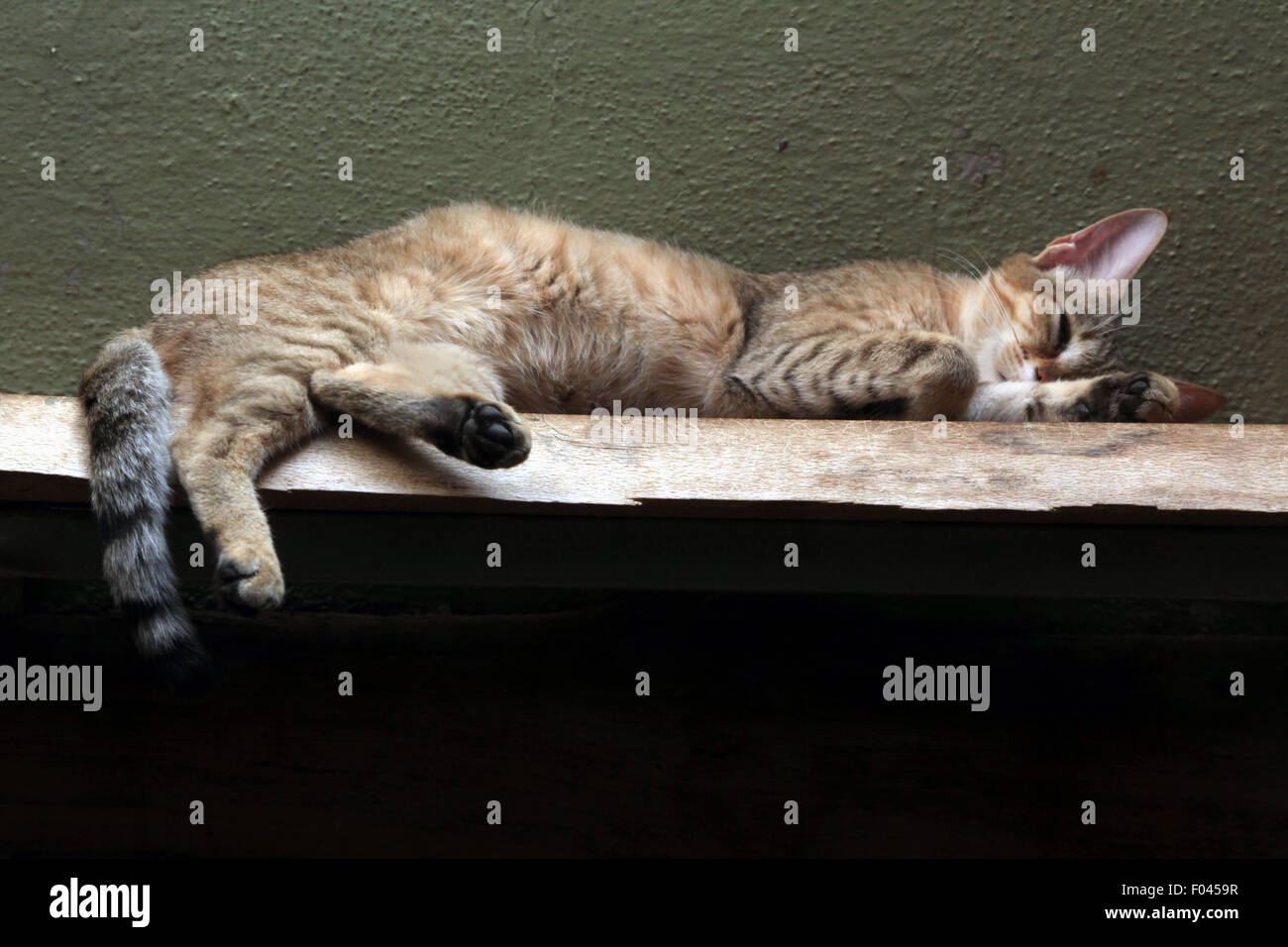 Arabian wildcat (Felis silvestris gordoni), also known as the Gordon's ...