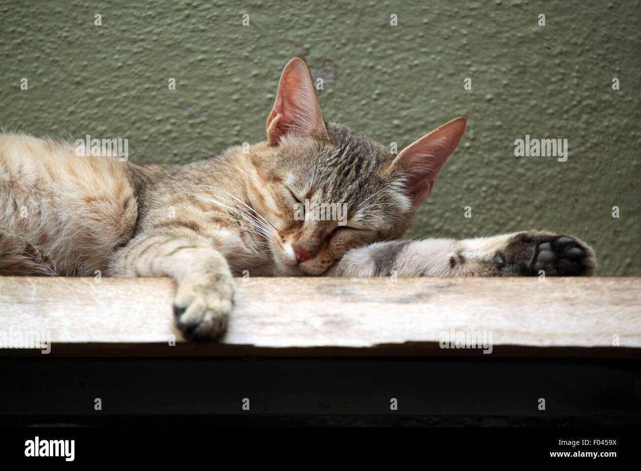 Arabian wildcat (Felis silvestris gordoni), also known as the Gordon's ...