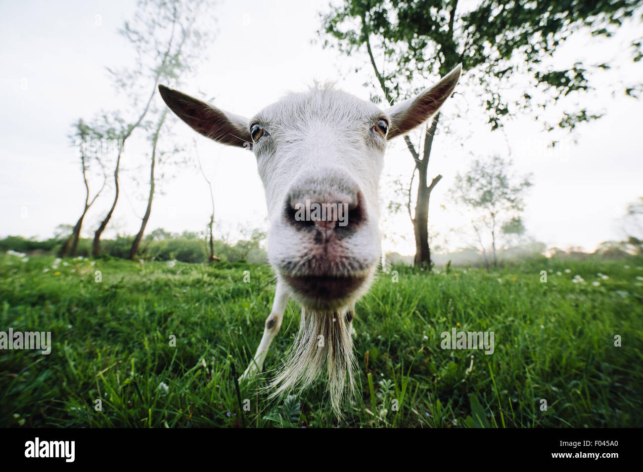 Goat looking into the camera Stock Photo - Alamy