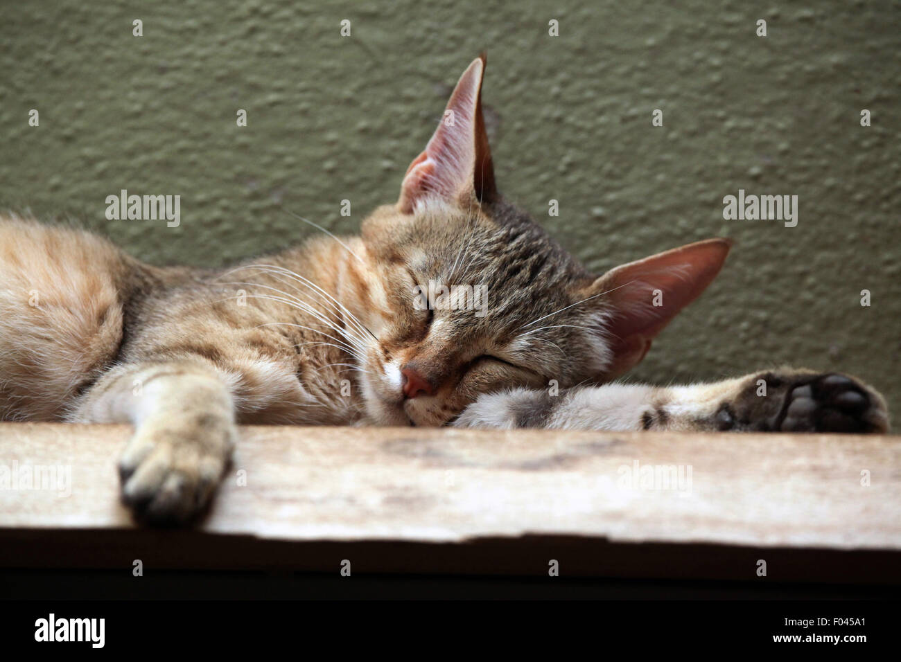 Arabian wildcat (Felis silvestris gordoni), also known as the Gordon's ...