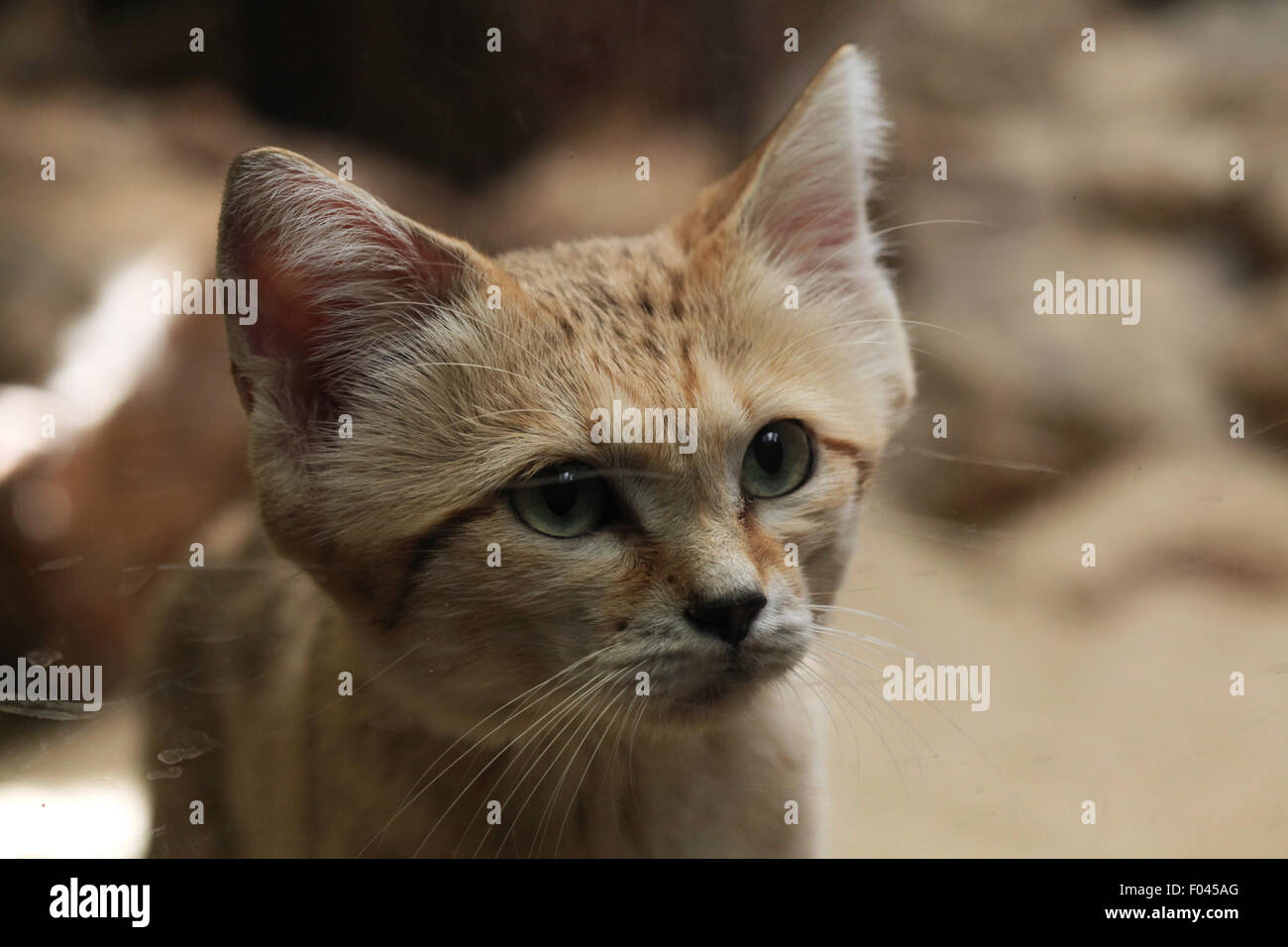 Saharan dune hi-res stock photography and images - Alamy