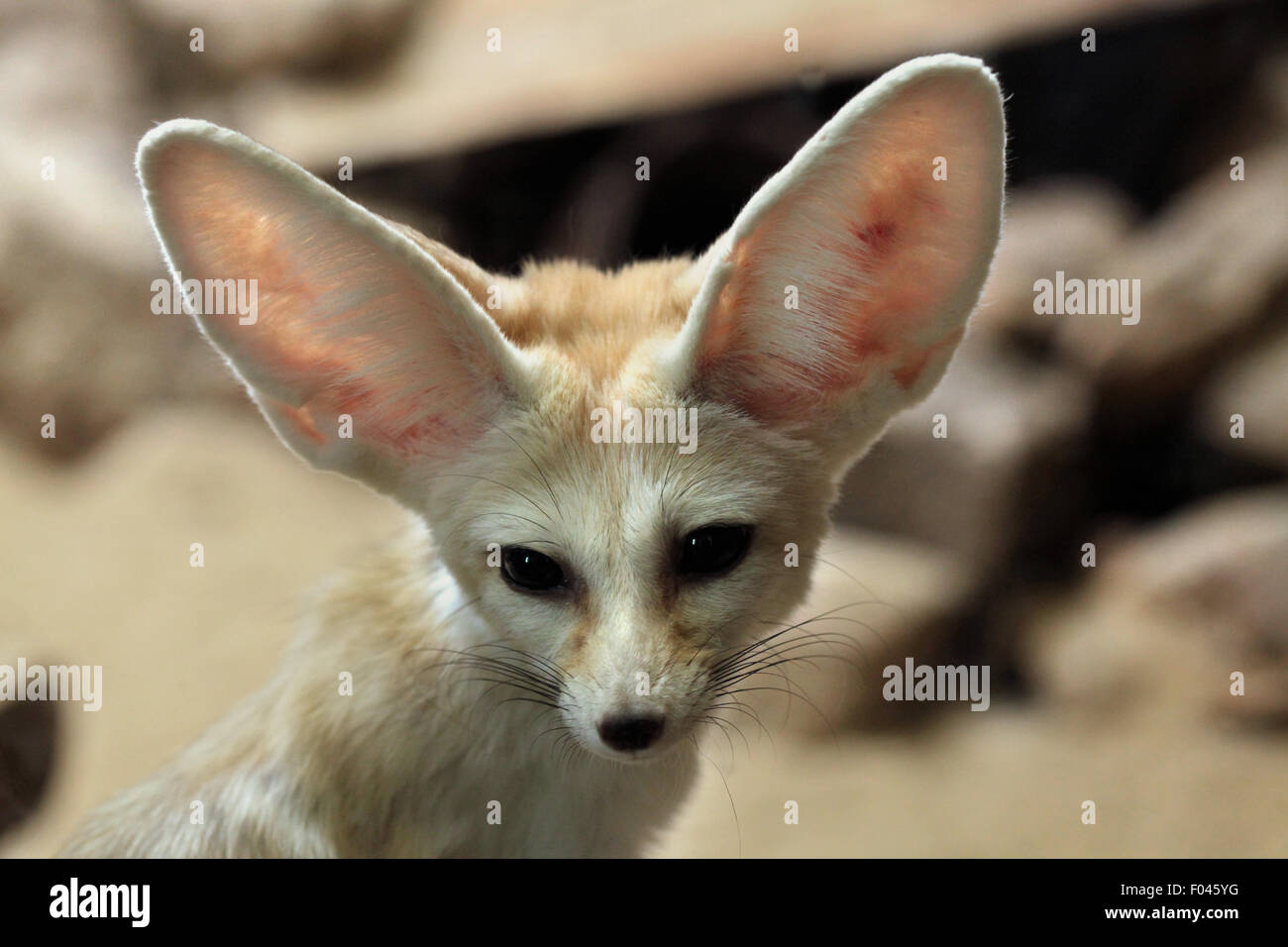 Fennec fox hi-res stock photography and images - Alamy