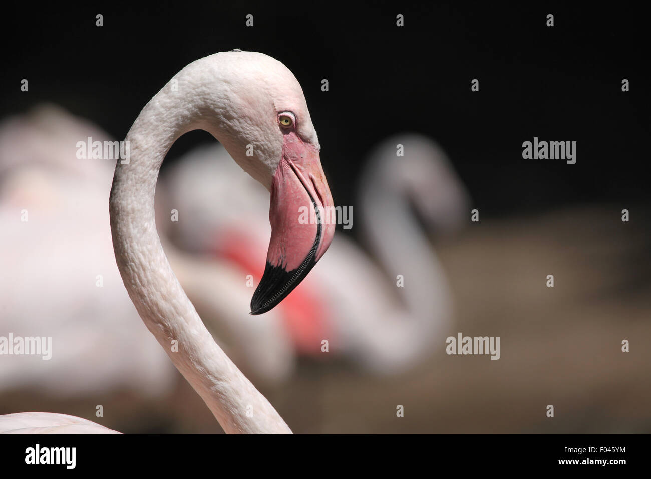 Phoenicopterus rubber roseus hi-res stock photography and images - Alamy