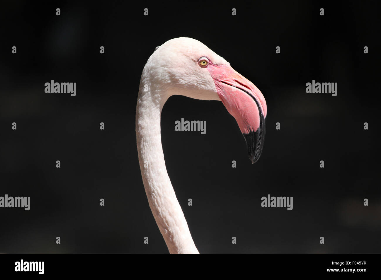 Flamingo bill in water hi-res stock photography and images - Alamy