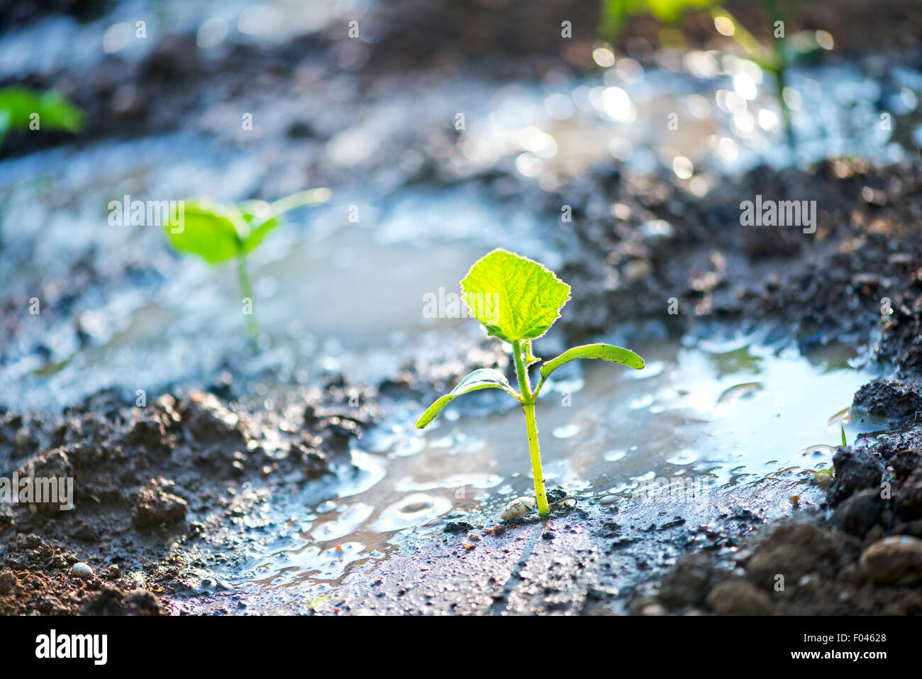 cucumber sprout in the garden, summer garden Stock Photo - Alamy