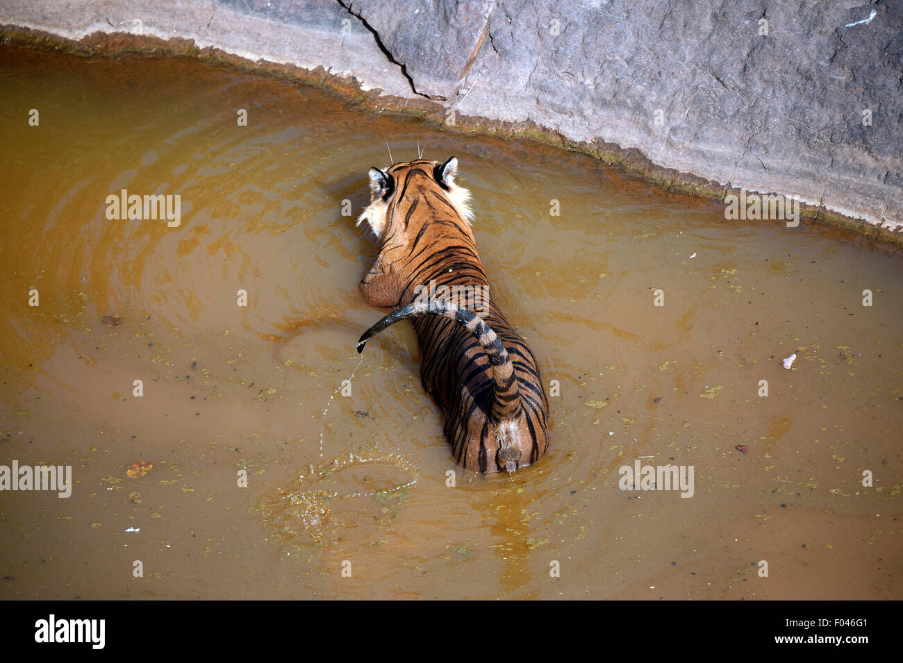 T 24 tiger male mammal carnivore waterhole hi-res stock photography and ...