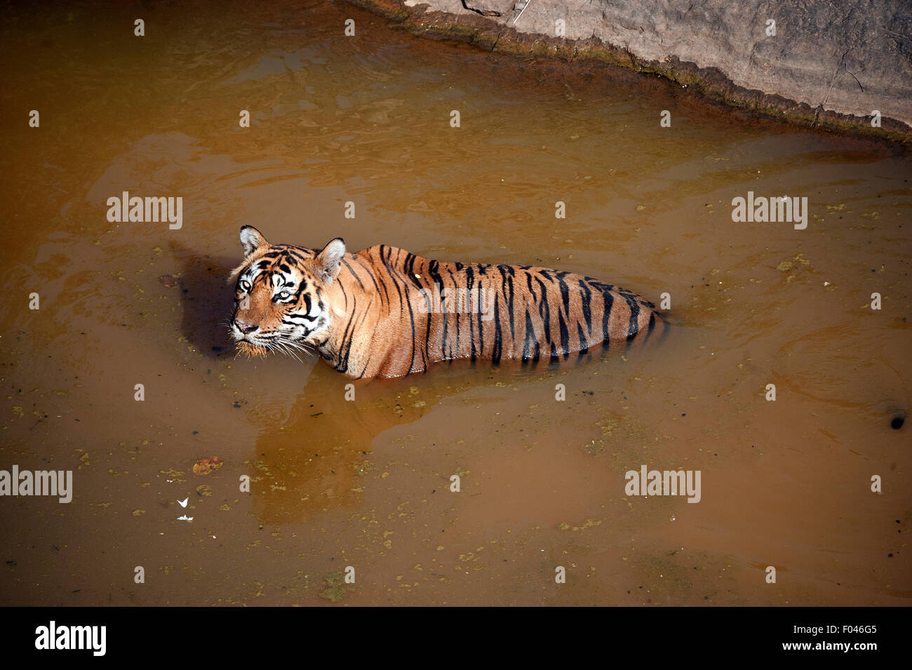 T 24 tiger cooling waterhole carnivore mammal male hi-res stock ...