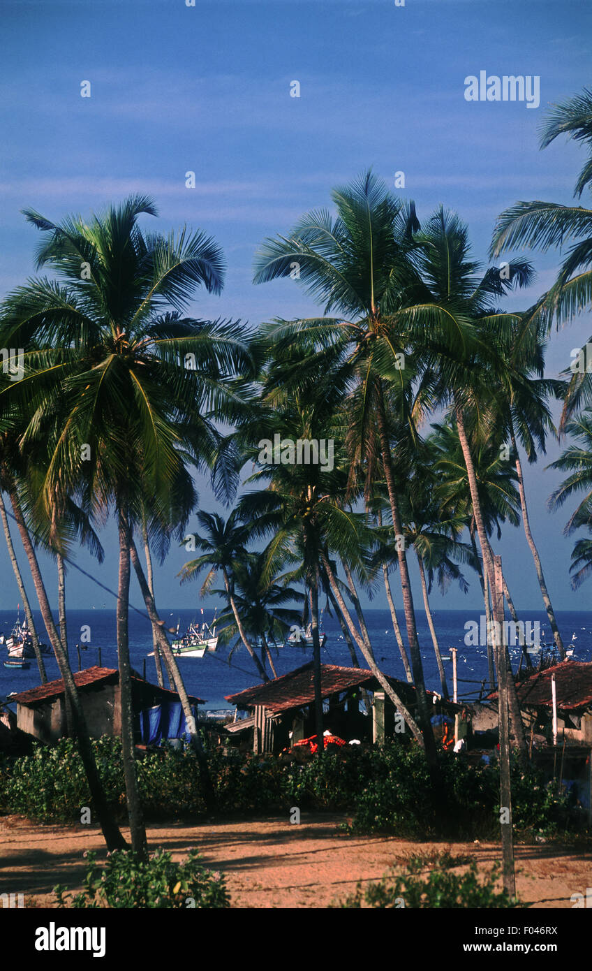 Coconut trees by a fishing village in Goa,India Stock Photo - Alamy