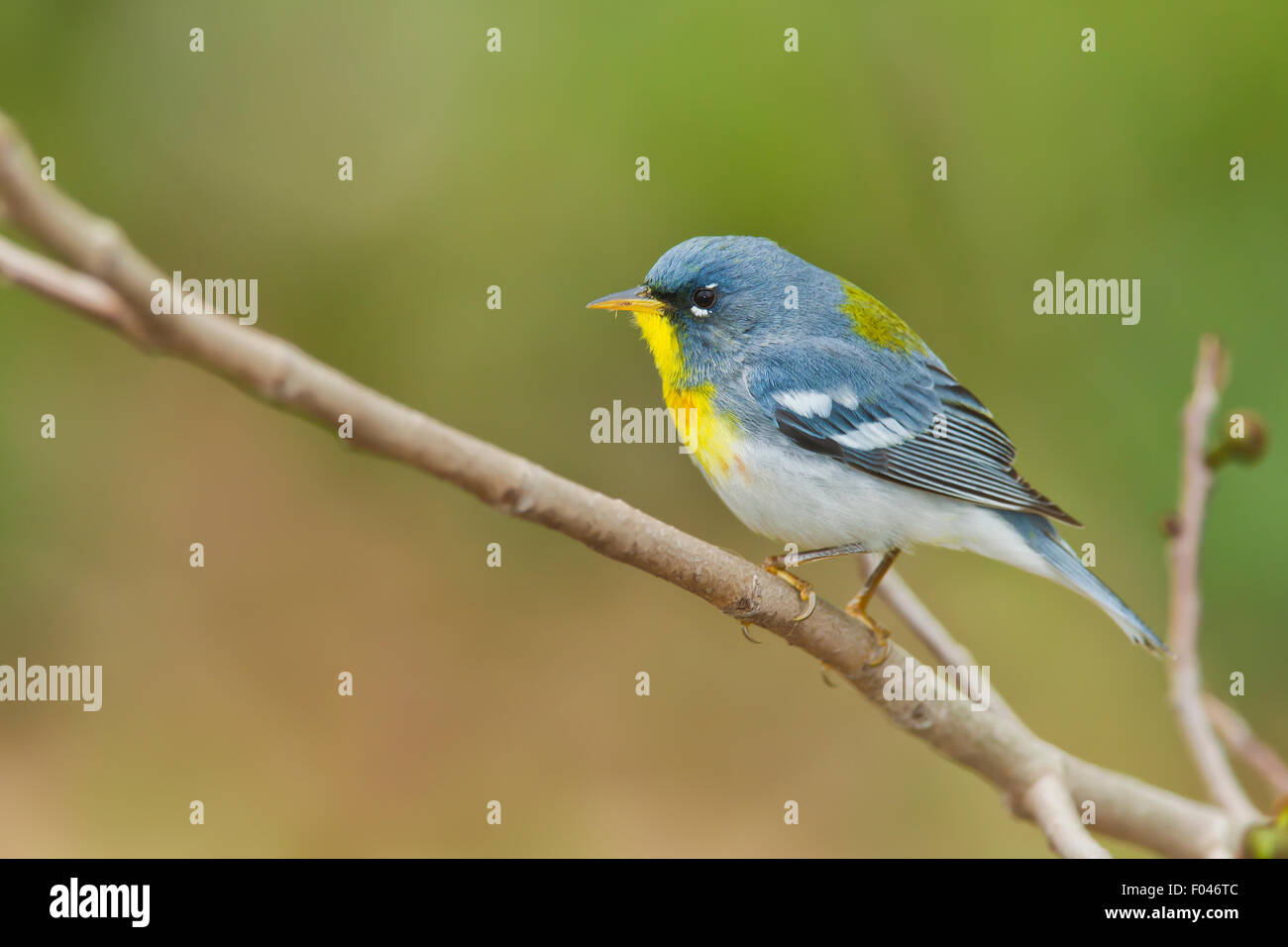 Northern Parula High Resolution Stock Photography and Images - Alamy