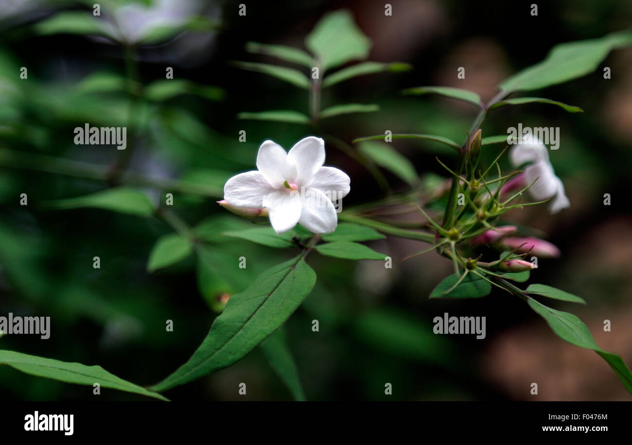 Common jasmine plant Stock Photo - Alamy Common jasmine plant Stock Photo - Alamy