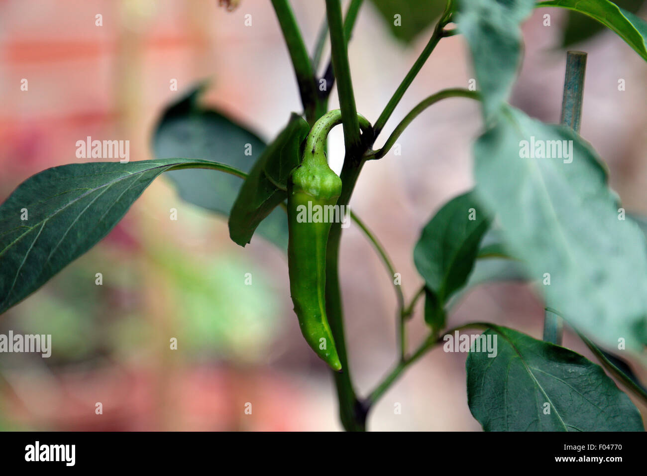outdoor chillie plant Stock Photo - Alamy