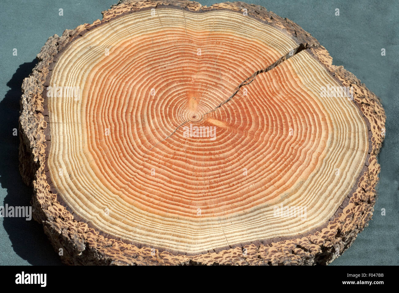 Holzring hi-res stock photography and images - Alamy
