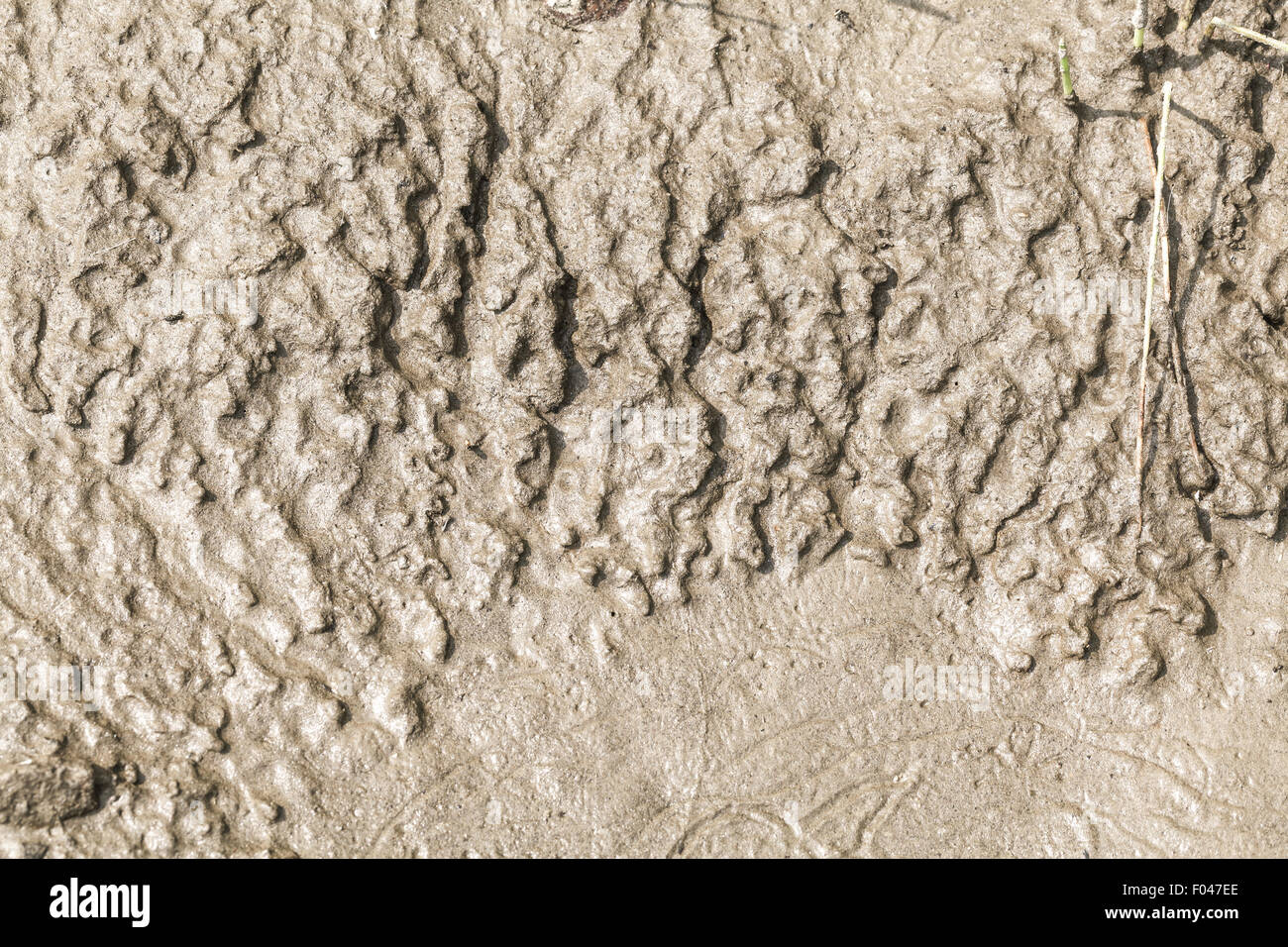 background the texture of wet sand closeup Stock Photo - Alamy