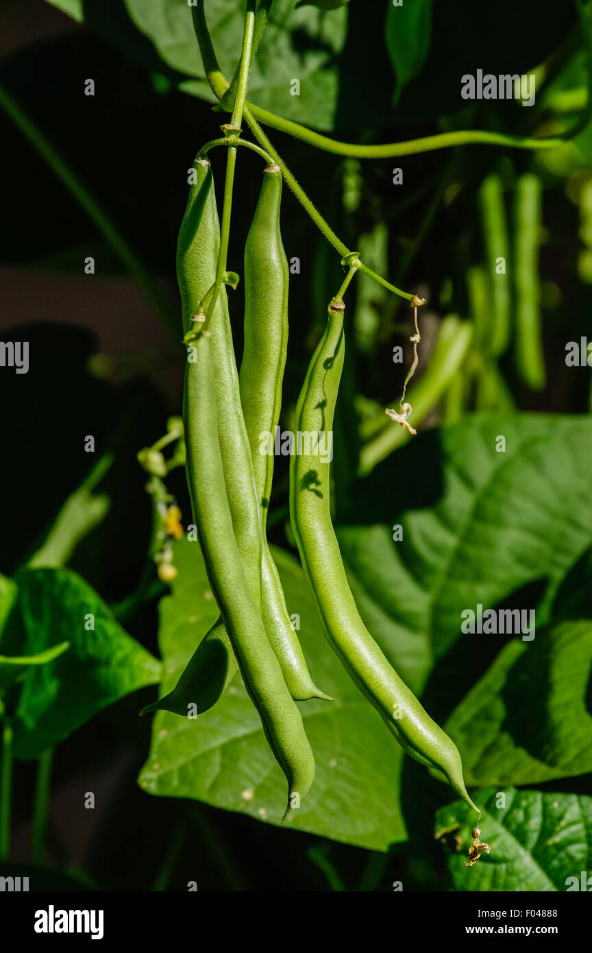 Snap beans hi-res stock photography and images - Alamy