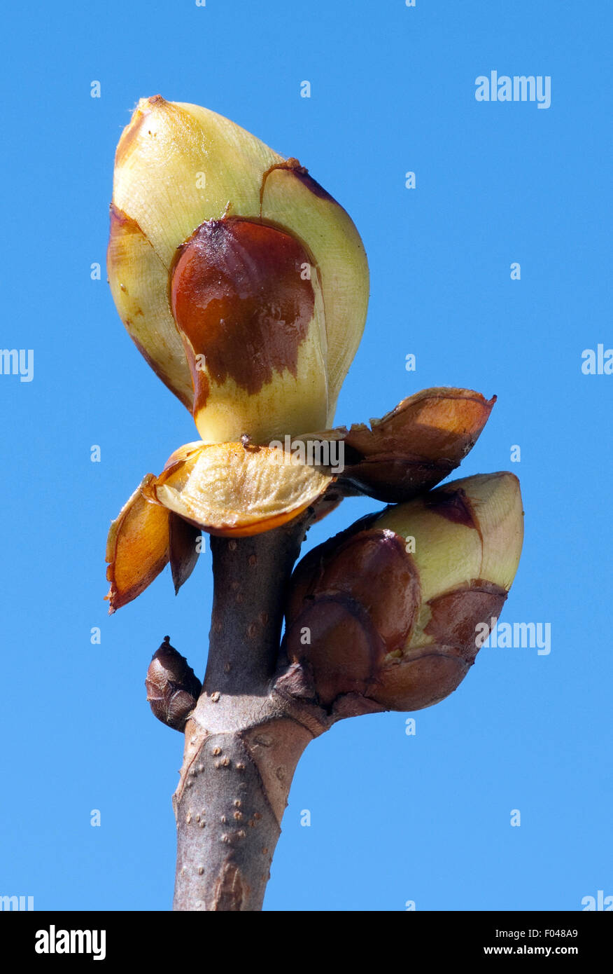 Baum knospe hi-res stock photography and images - Alamy