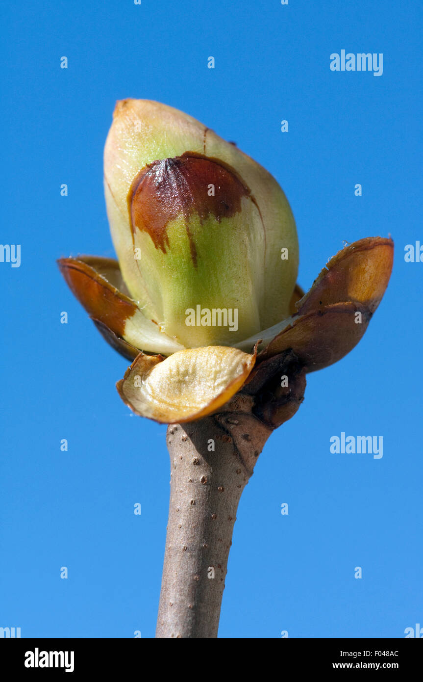 Baum knospe hi-res stock photography and images - Alamy