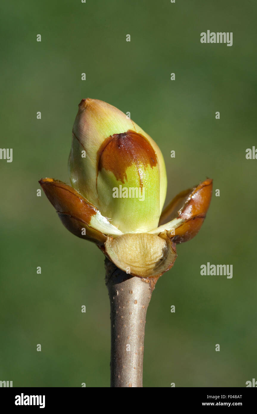 Baum knospe hi-res stock photography and images - Alamy