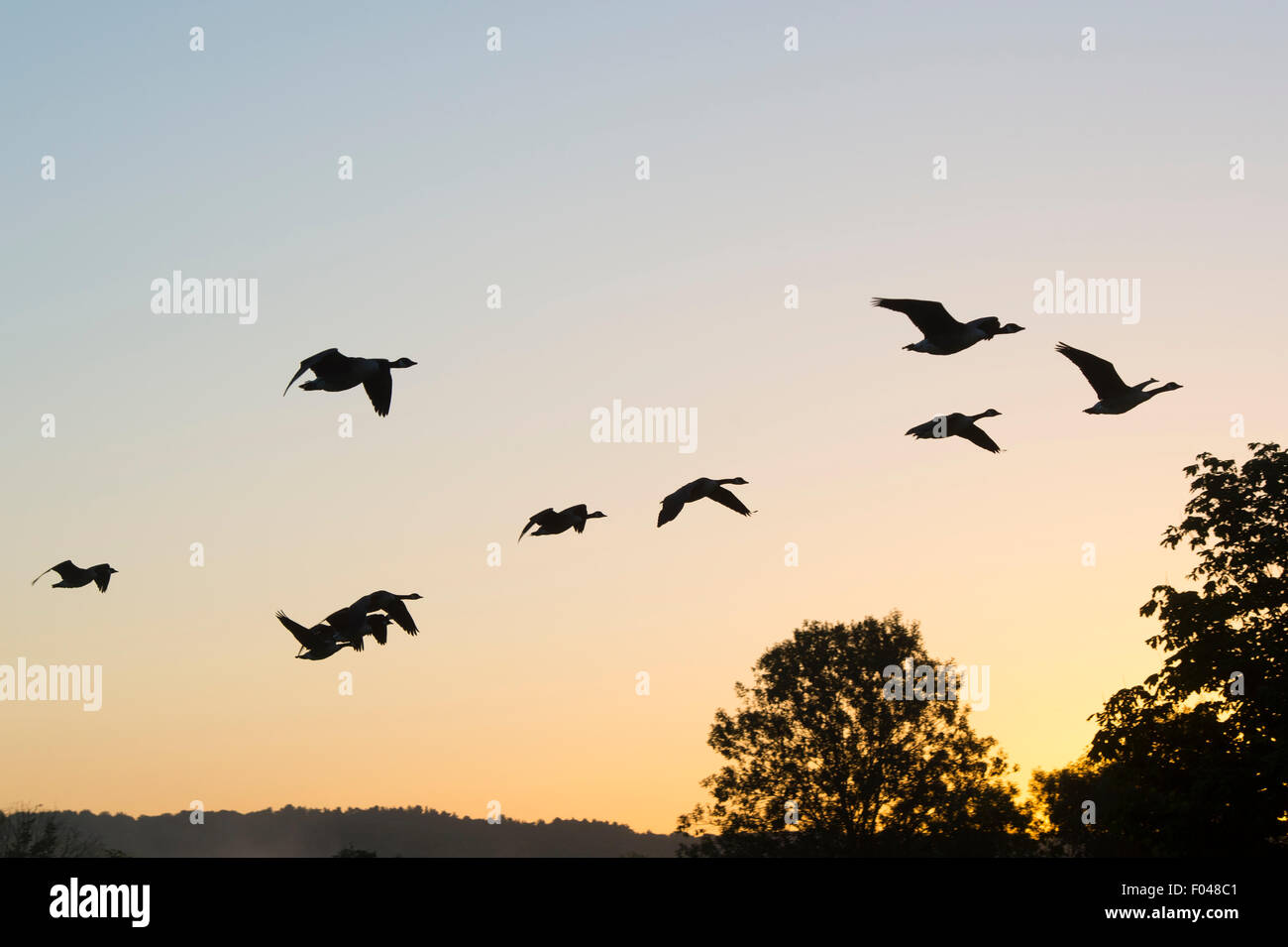 Flying goose silhouette hi-res stock photography and images - Alamy