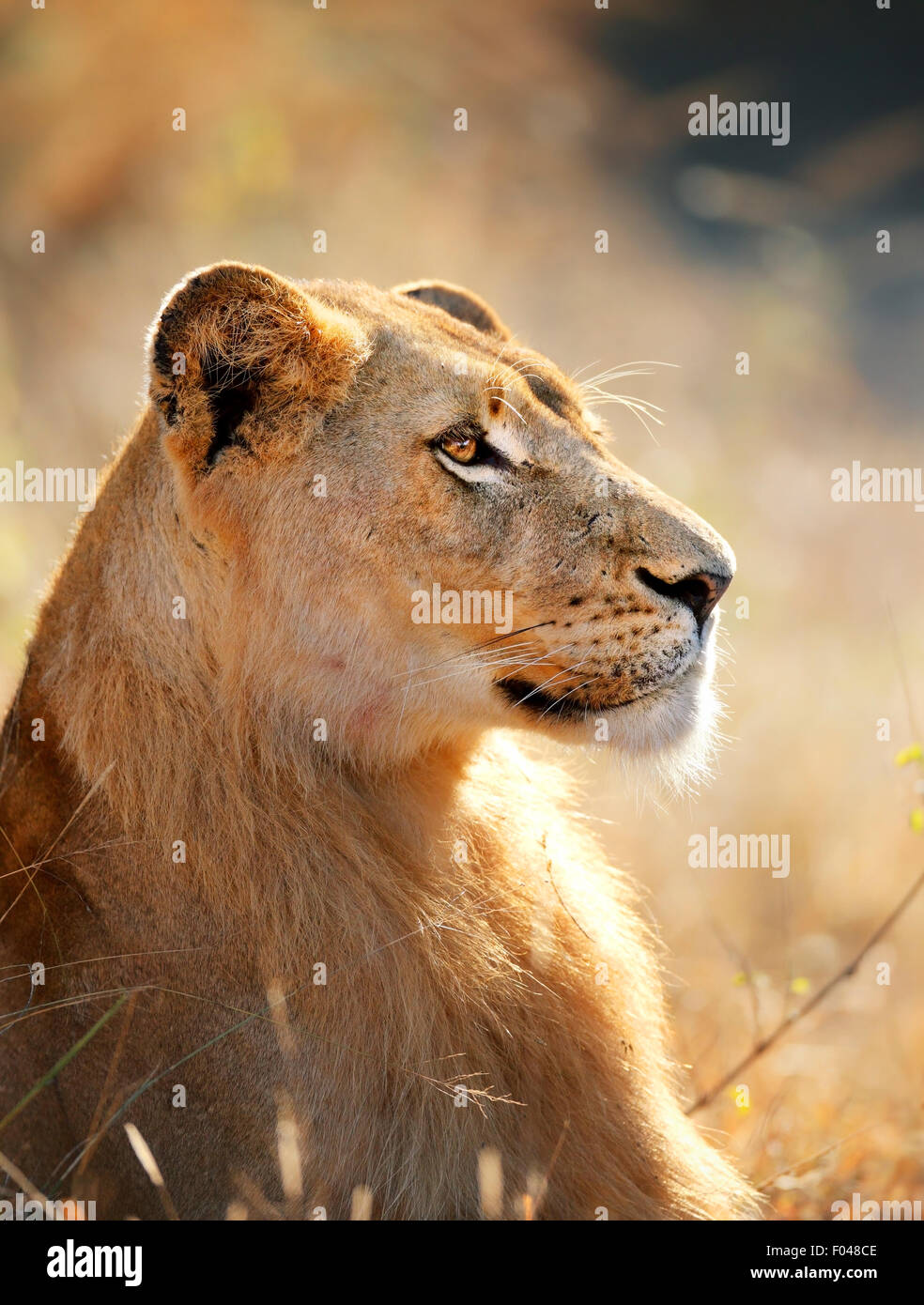 Lion Head Side Profile Stock Photos & Lion Head Side Profile Stock ...