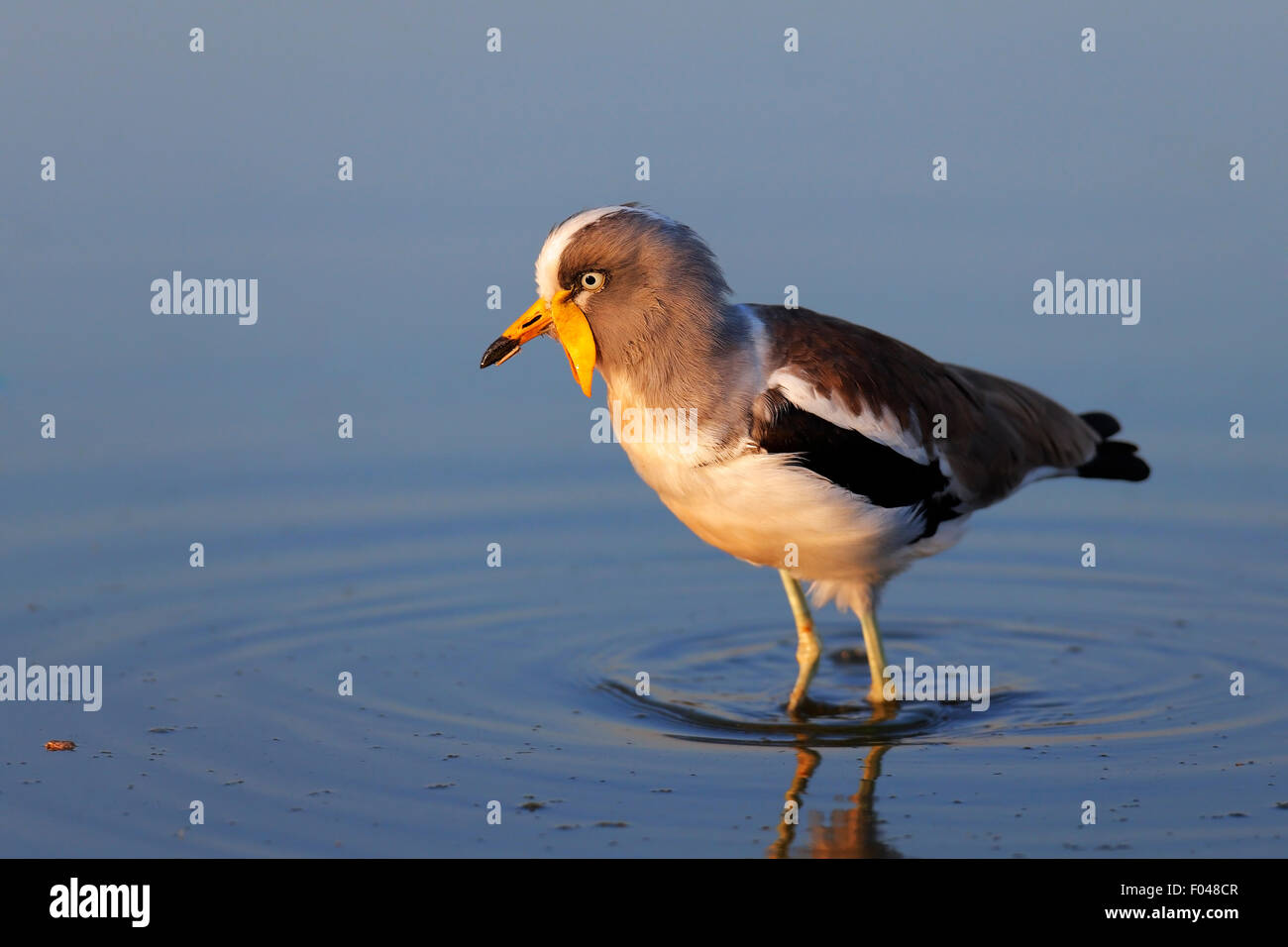 White-crowned lapwing (Vanellus albiceps) wading in water - Kruger ...