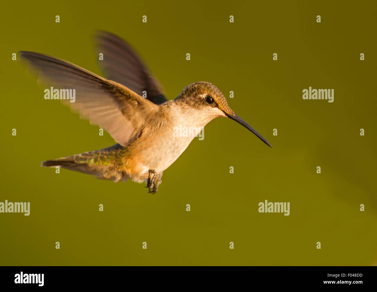 Bird in air hi-res stock photography and images - Alamy