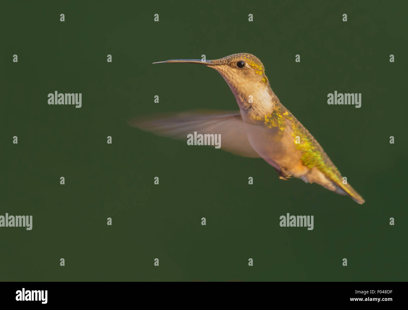 Ruby bird hi-res stock photography and images - Alamy