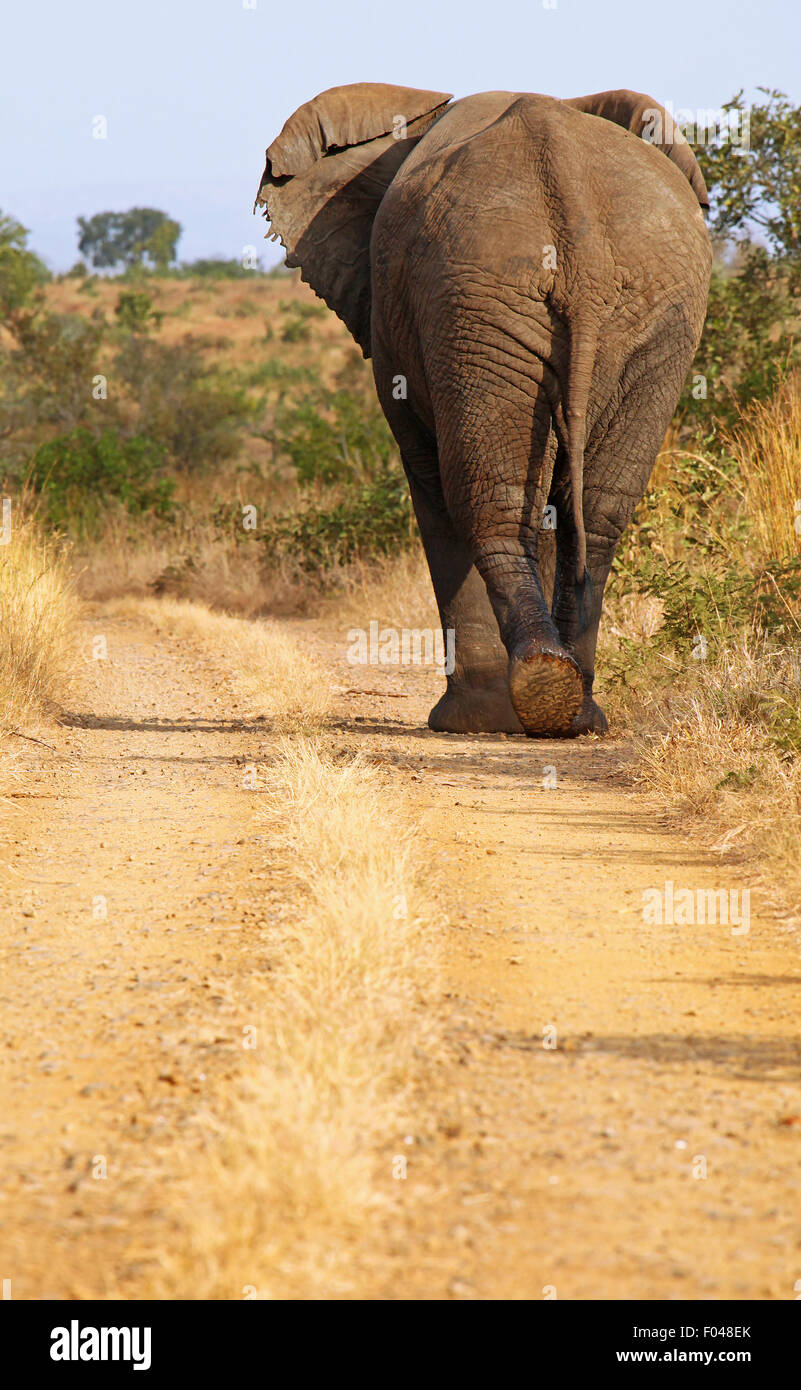Elephant walking on the street hi-res stock photography and images - Alamy