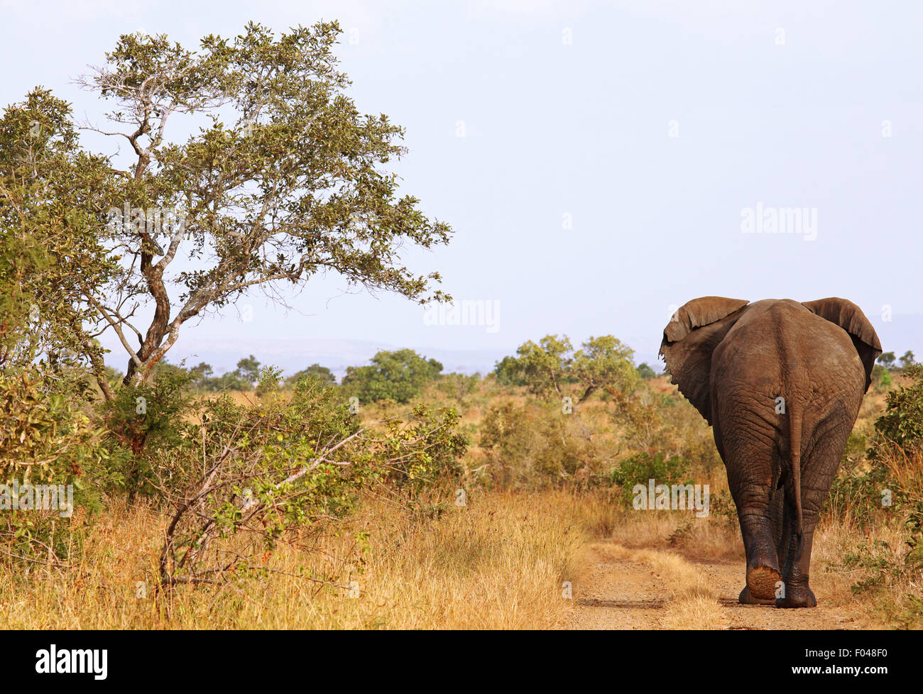 Elephant walking on the street hi-res stock photography and images - Alamy