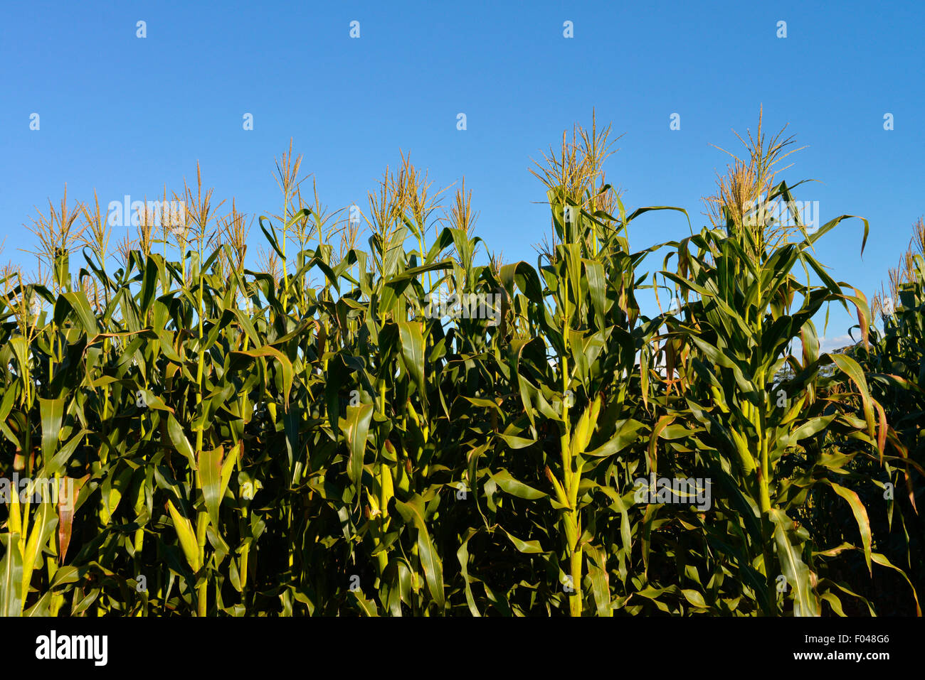 Corn tassel hi-res stock photography and images - Alamy