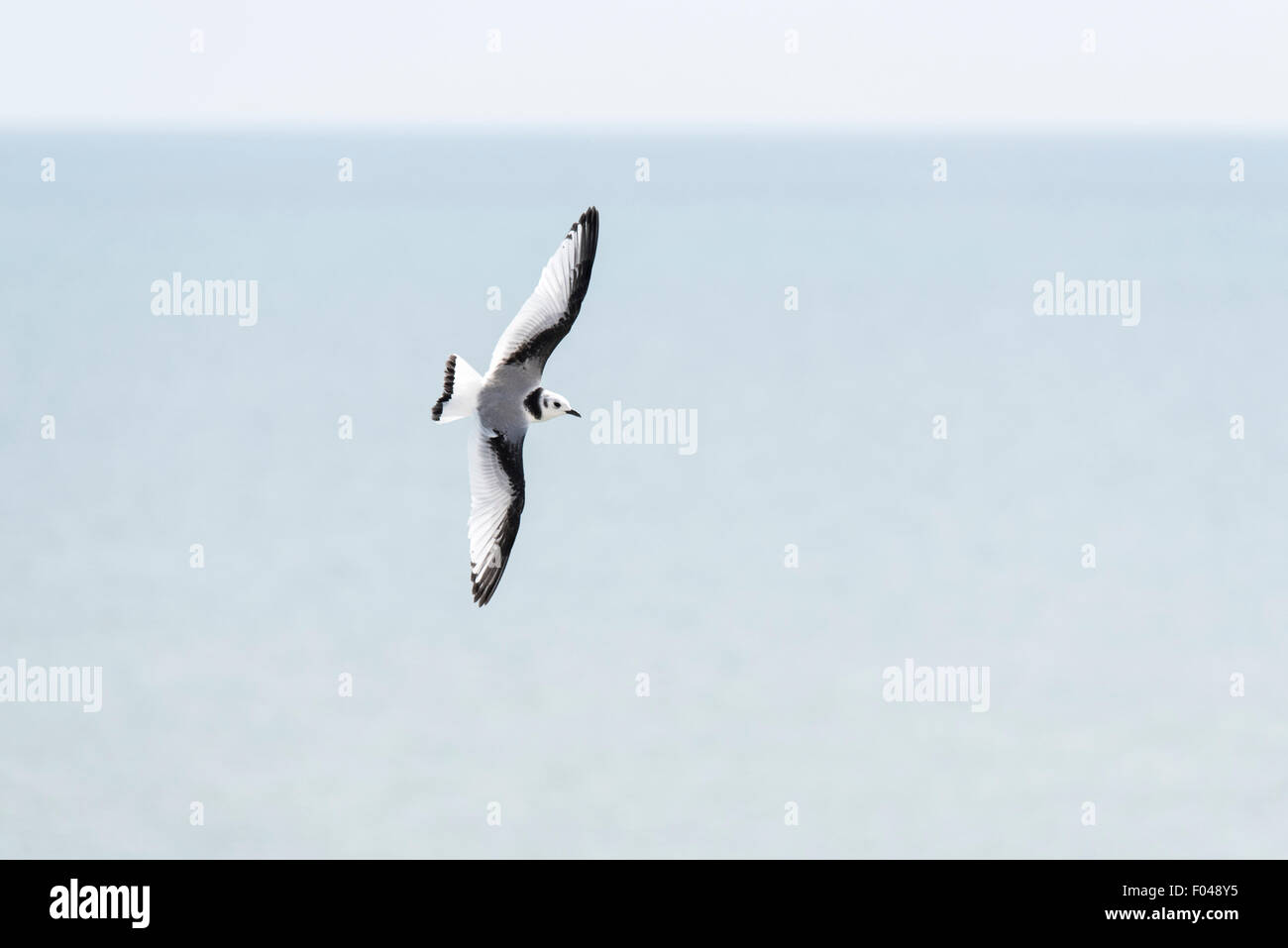Juvenile kittiwake hi-res stock photography and images - Alamy
