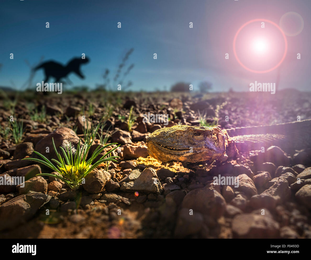 Tyrannosaurus rex side hi-res stock photography and images - Alamy