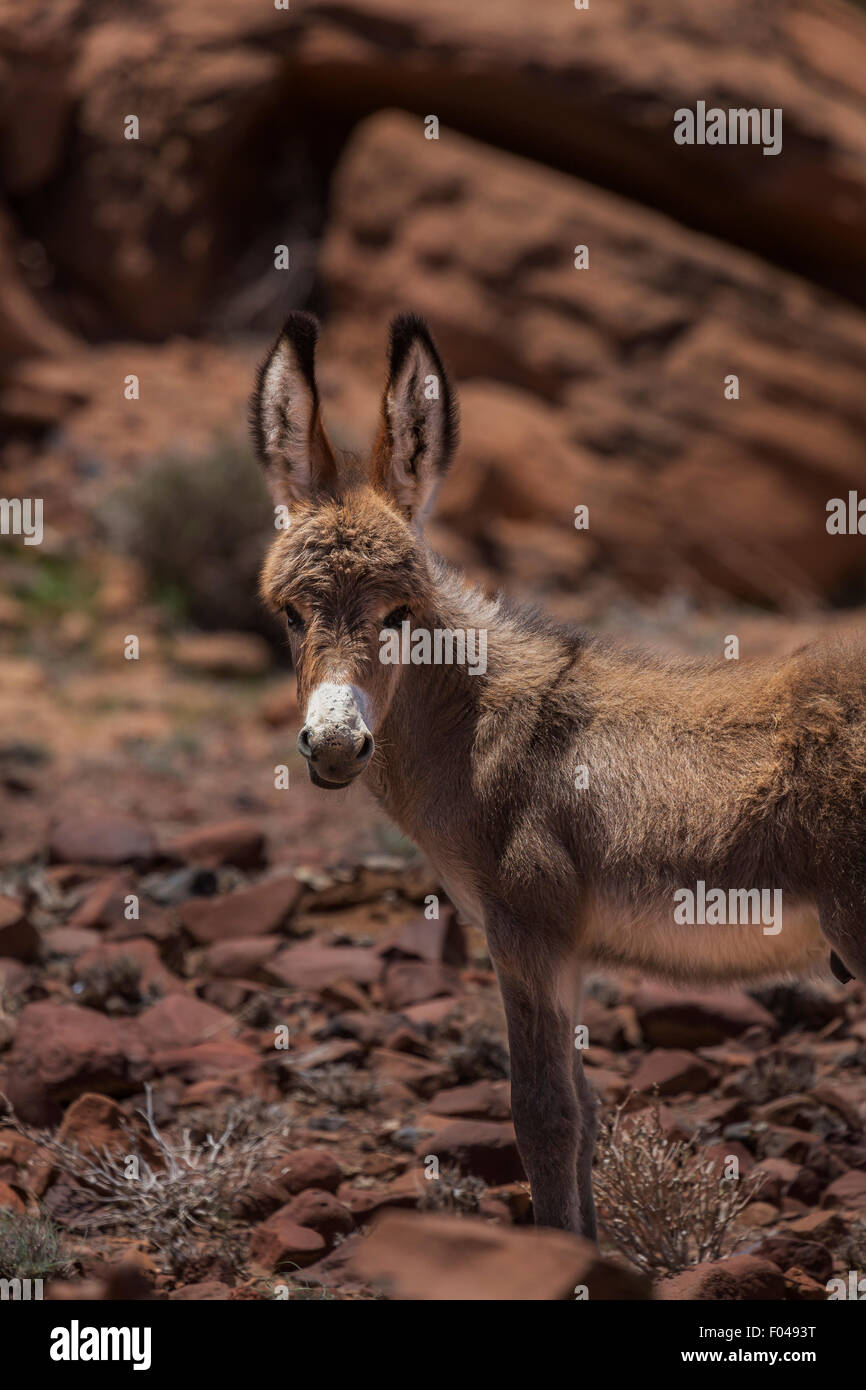 Portrait of a Donkey, Twyfelfontein Valley, Kunene Region, Namibia ...
