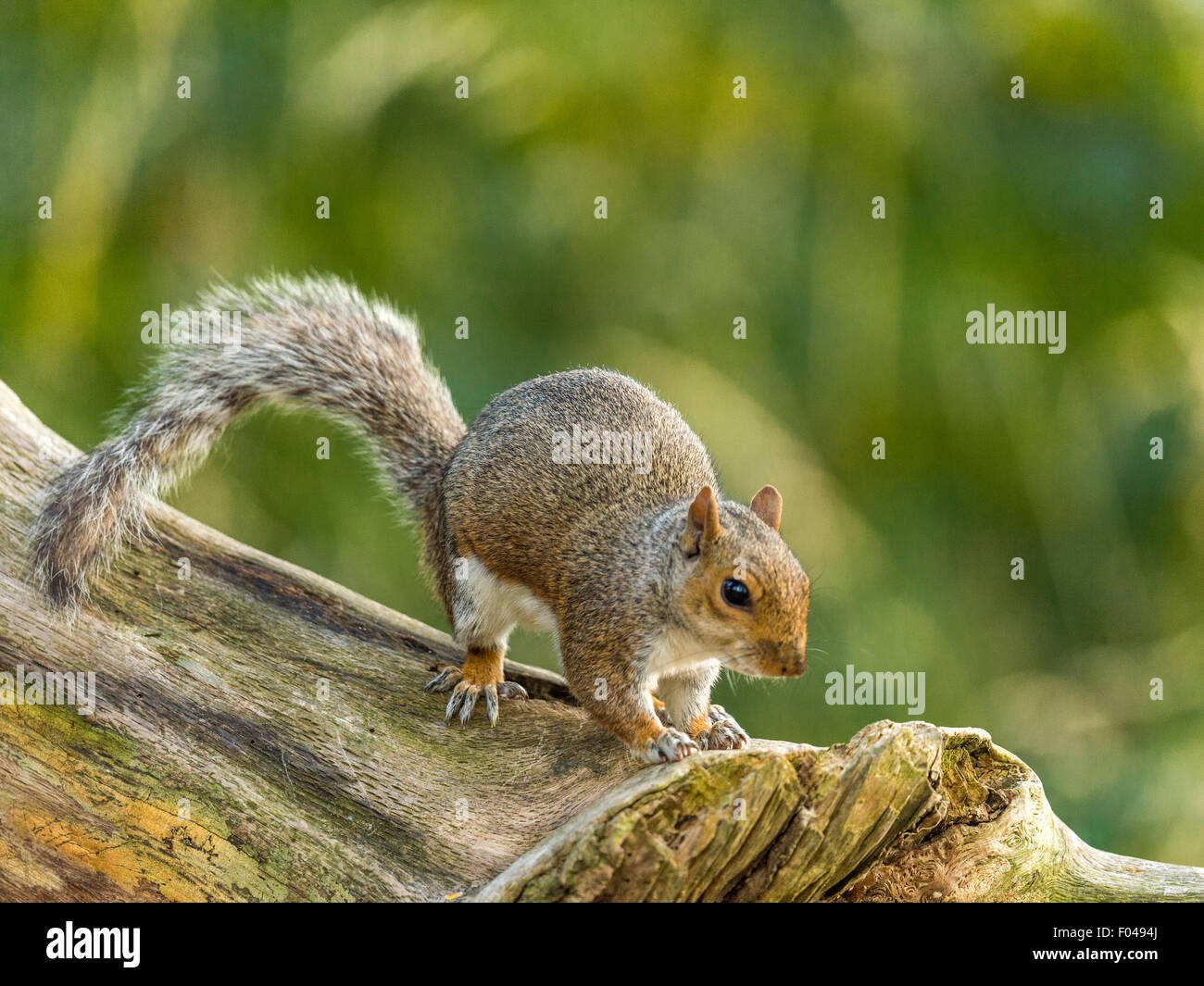 Single Grey Squirrel (Sciurus carolinensis) foraging in natural ...