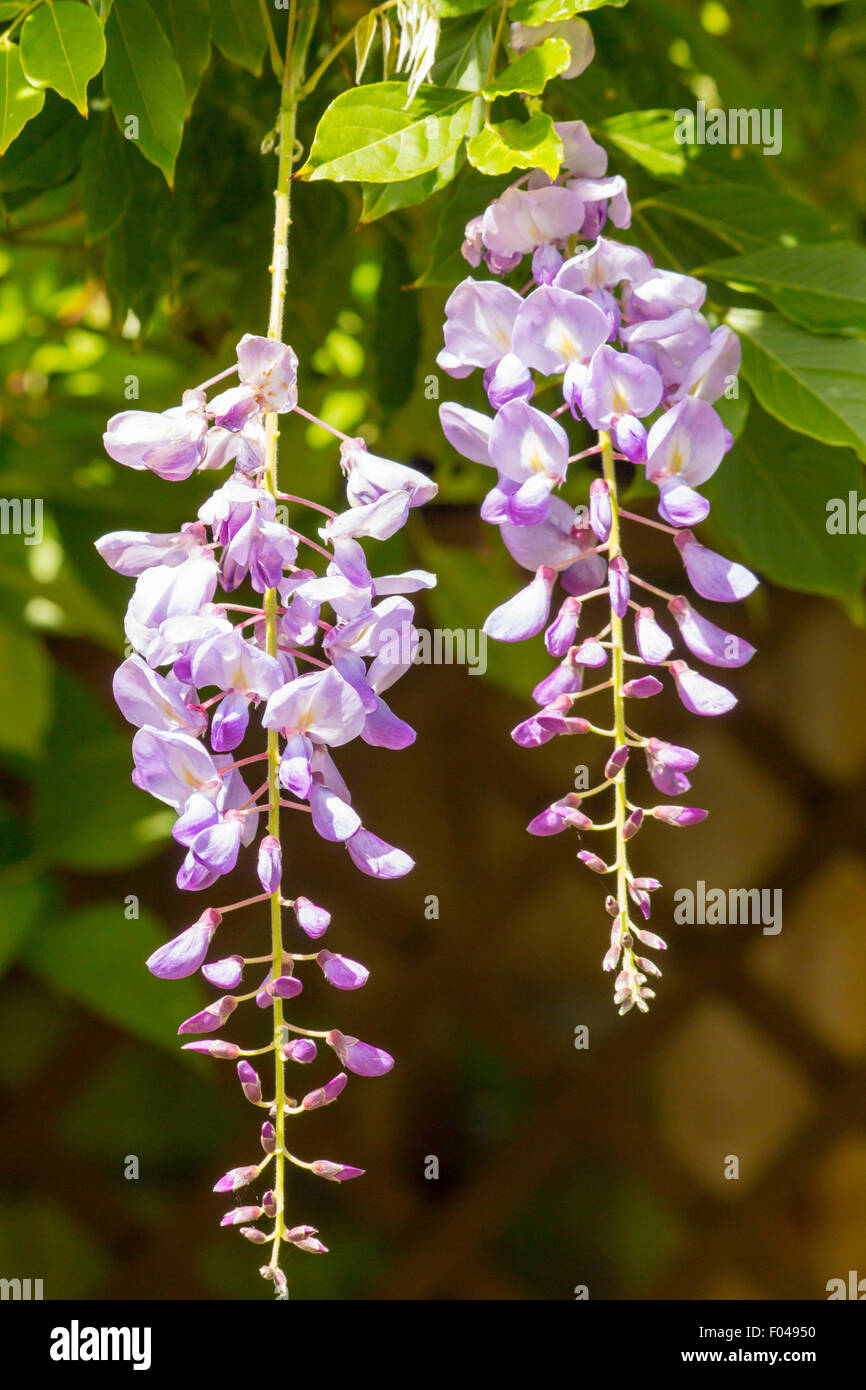 Violet/purple chinese westeria (Wisteria sinensis) blossoming in Spring ...