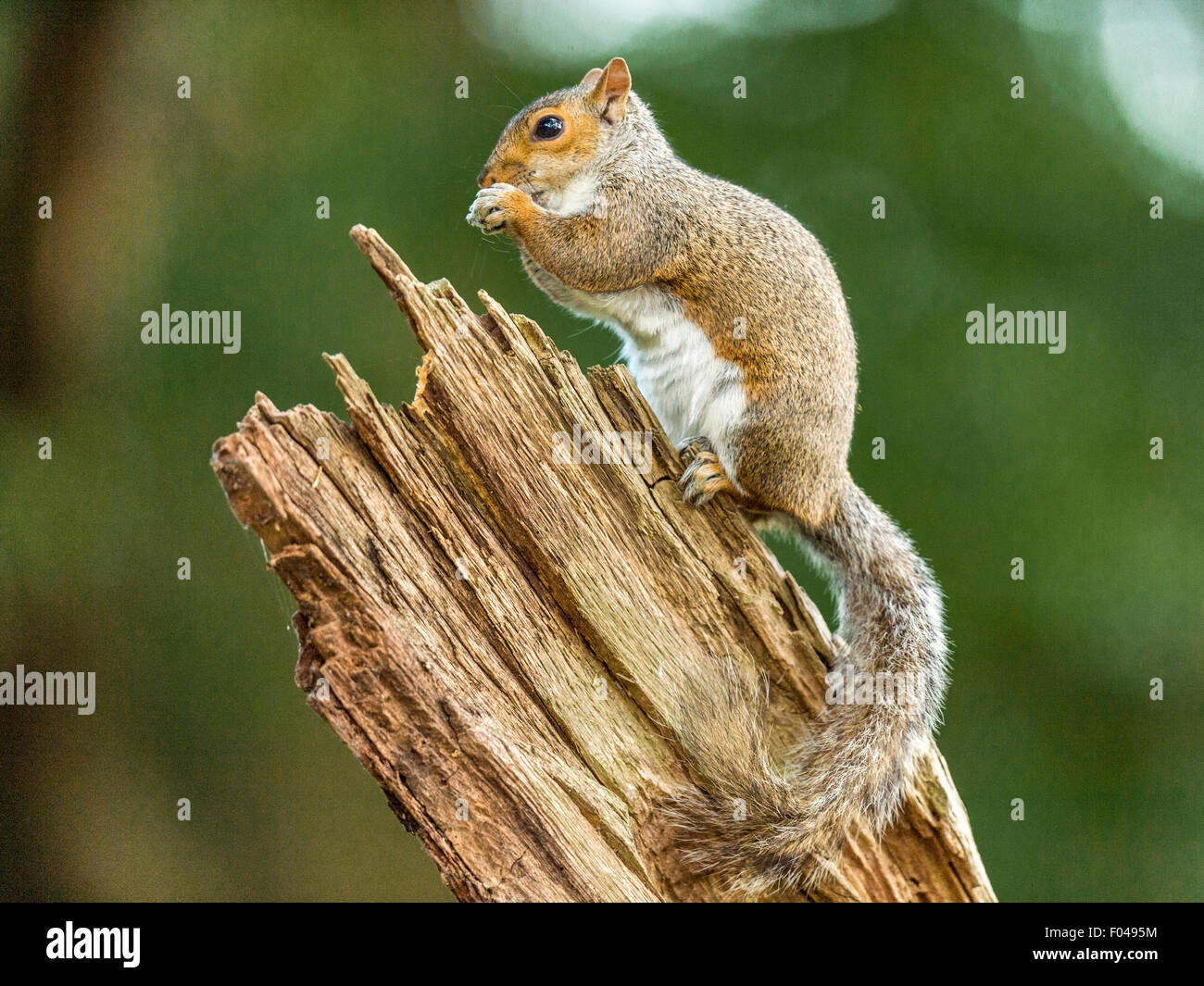 Single Grey Squirrel (Sciurus carolinensis) foraging in natural ...